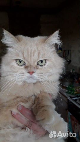 Персидская кошечка 5 лет стерилизована