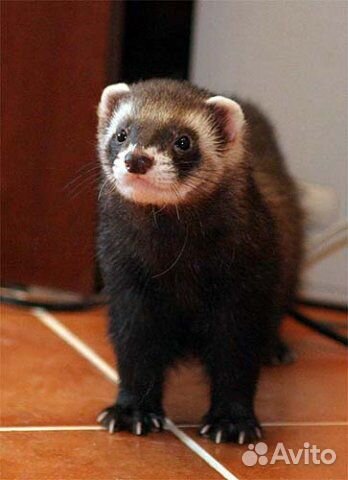 Хорек(самец)