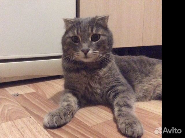 Британец (шотландец) ищет хозяев (кот)