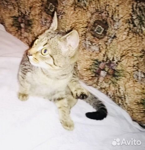Счастье в дом