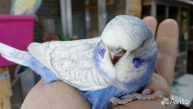 Кобальтовый спенгл,птенчик, самечик