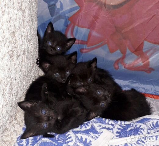 Котята бесплатно от тайской кошки