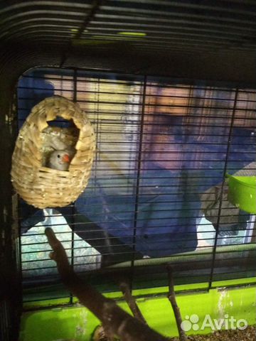 Парочка амадинов возраст 1 год с клеткой