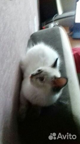 Отдам котенка