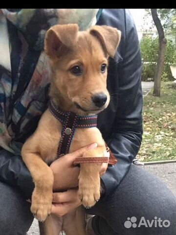 Щенок Тутси ищет маму и папу