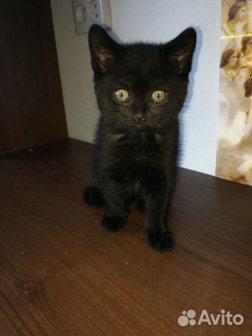 Шоколадный Котёнок