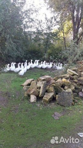 Гуси живьём