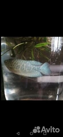 Отдам рыбок Мраморный Гурами, Сиамский Водорослеед