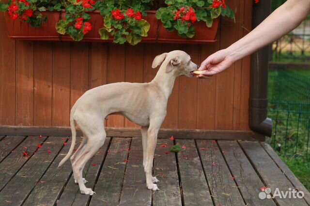 Красивый щенок левретка
