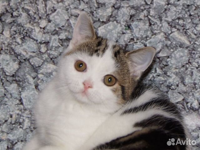 Котенок скоттиш-страйт