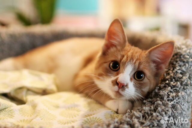 Бомбический котенок Лео в дар. 3,5 мес