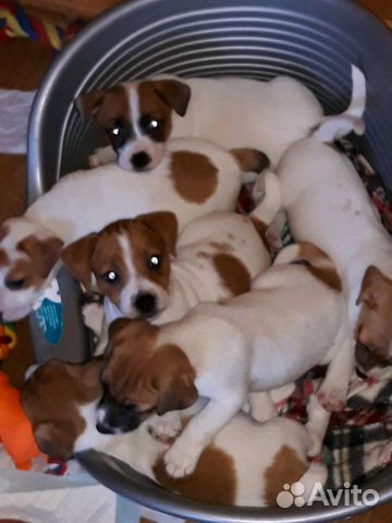 Счастья полная корзинка