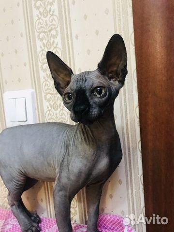 Котёнок Сфинкс