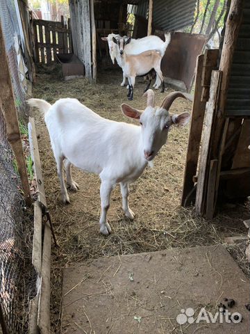 Коза(Австрийская порода)