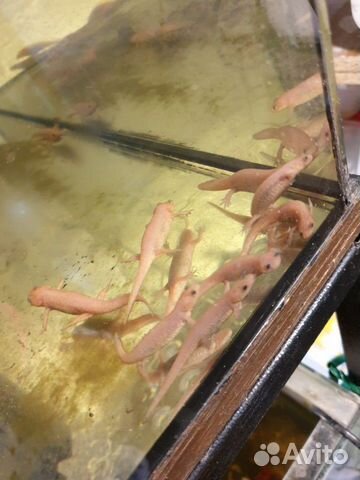 Рыба своего разведения опт