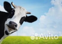 Продам бычка теленка