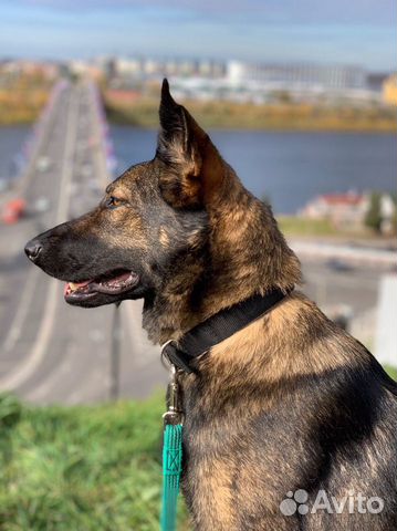 Тина ищет дом