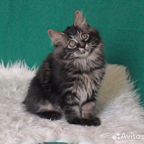 Интеллигентные курильские котята