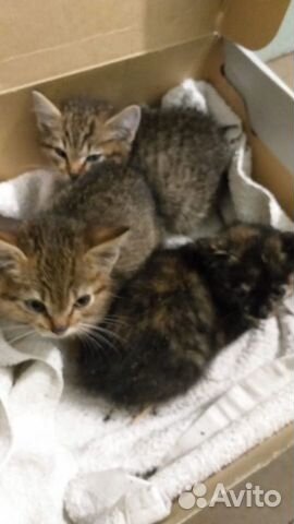 Бедные крошки котятки