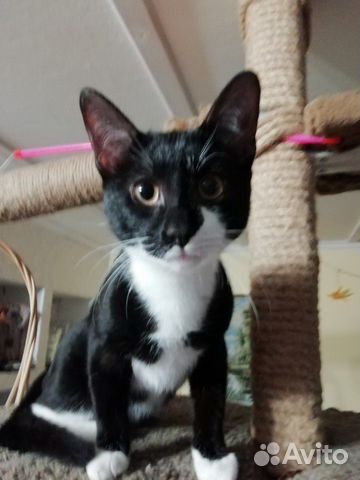 Яркий ласкунчик. Привезу