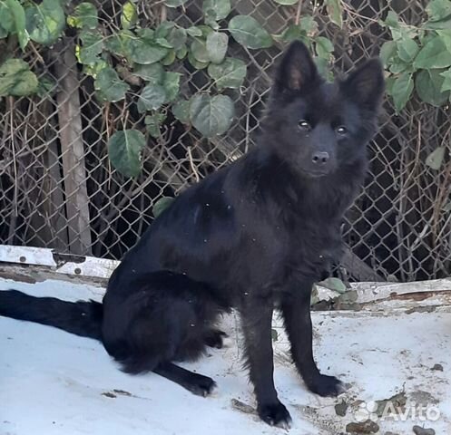 Майки в самые добрые руки