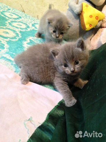 Котята Британцы