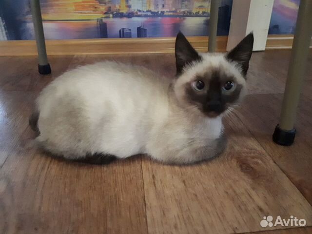 Британский котенок Колор поинт