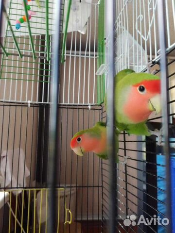 Пара неразлучников