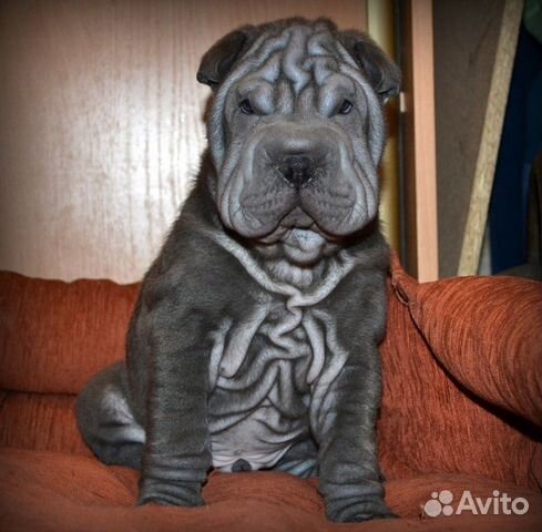 Щенок шарпея мальчик