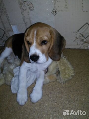 Щенок бигля