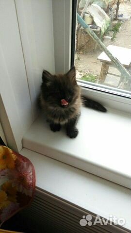 Шикарный Котенок