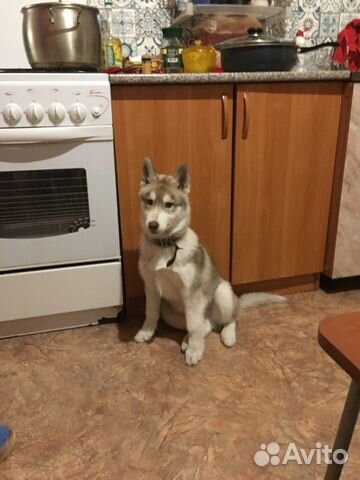 Продам собаку породу хаски