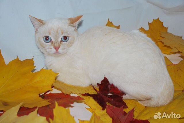 Анабель в ответственные руки