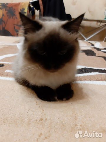 Кошечка балинез ищет такого же котика