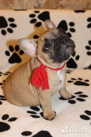 Мальчишка-французик