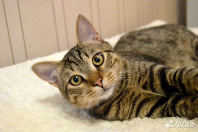 Котенок Боня (мальчик)