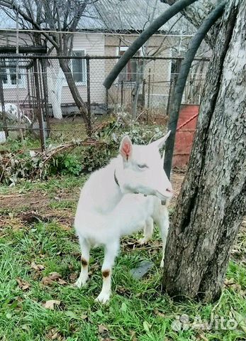 Продаем козочку Зааненской породы. 10 м-цев