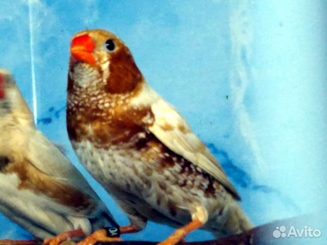 Зебровые (и японские) Амадины "Ligth Forest"