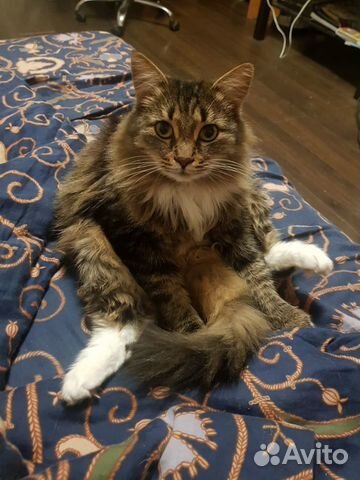 Алиса ищет дом