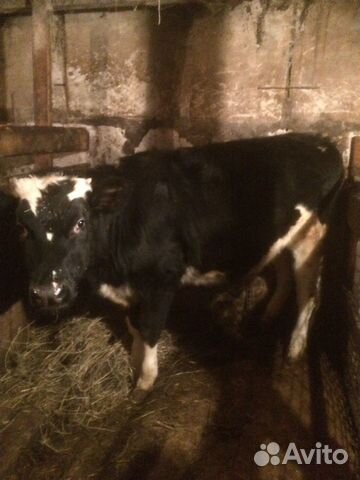 Тёлка на племя (не бык)