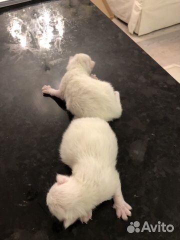 Котята полупородистые