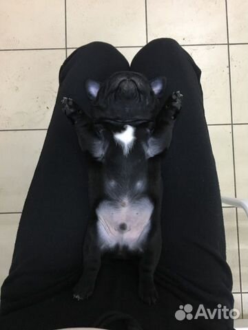 Продаются мопсики