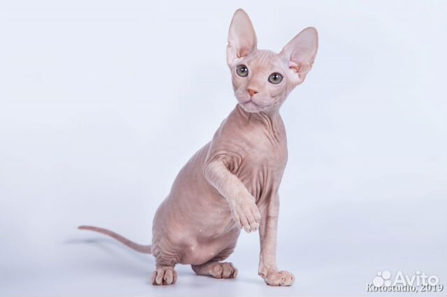 Донской сфинкс девочка умница