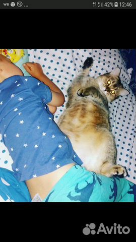 Шотландский кот,редкого окраса