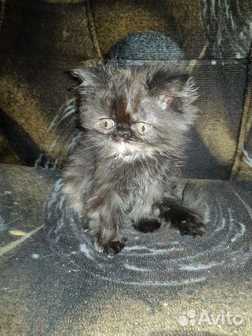 Продаётся персидская кошечка