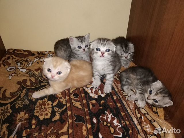 Шотландские котята