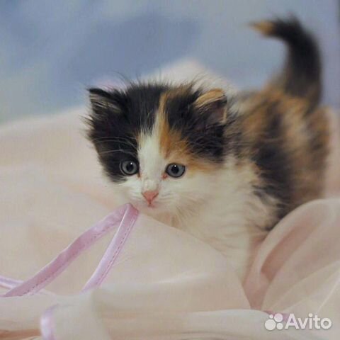 Трехцветный комочек счастья