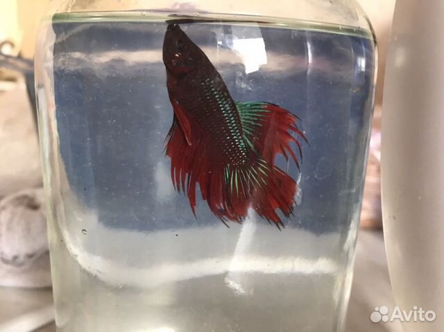 Петушок рыбка