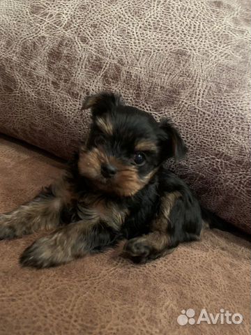 Йоркширский терьер