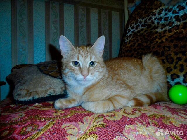 Котята «Рыжие Рысята» в дар в добрые руки